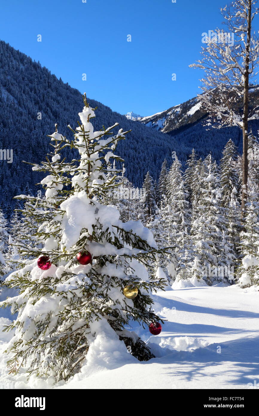 outdoor christmas tree Stock Photo - Alamy