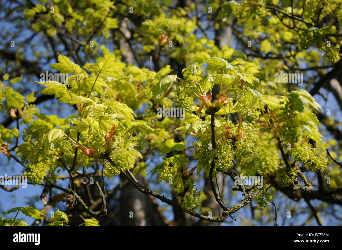 Leopoldii sycamore maple Stock Photo - Alamy
