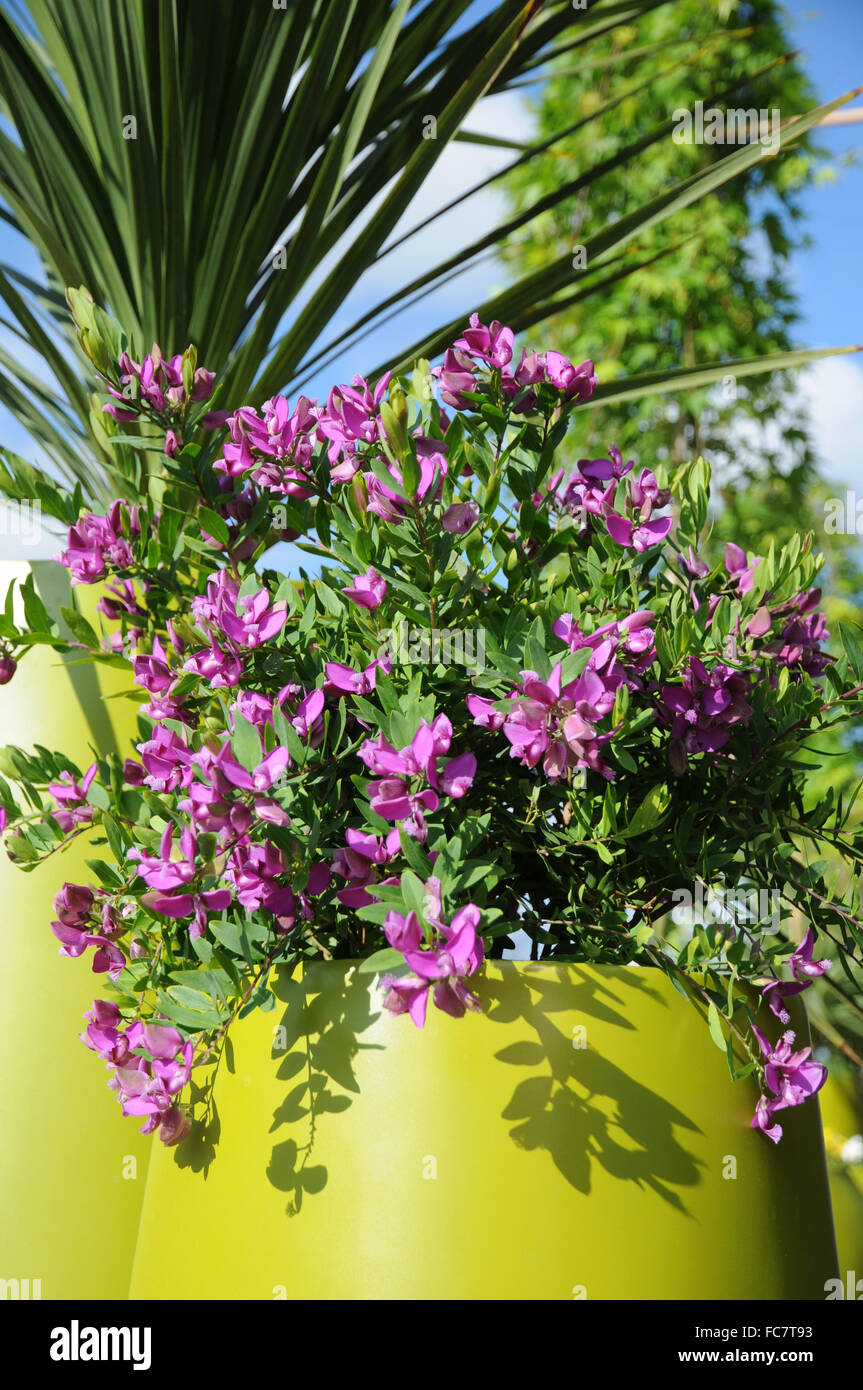 September bush hi-res stock photography and images - Alamy