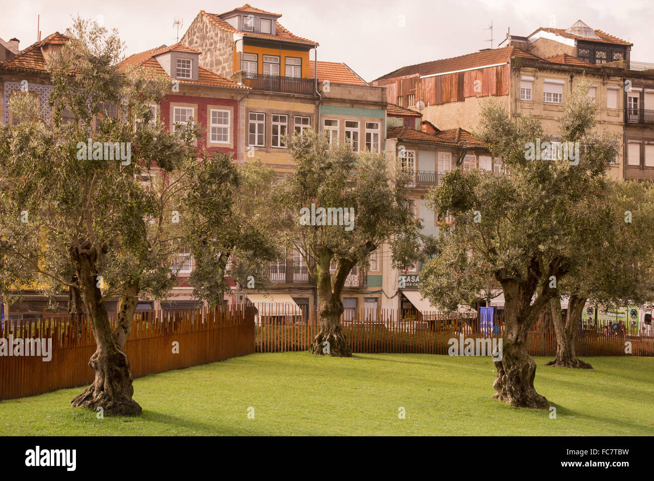 EUROPE PORTUGAL PORTO RIBEIRA OLIVE TREE Stock Photo - Alamy