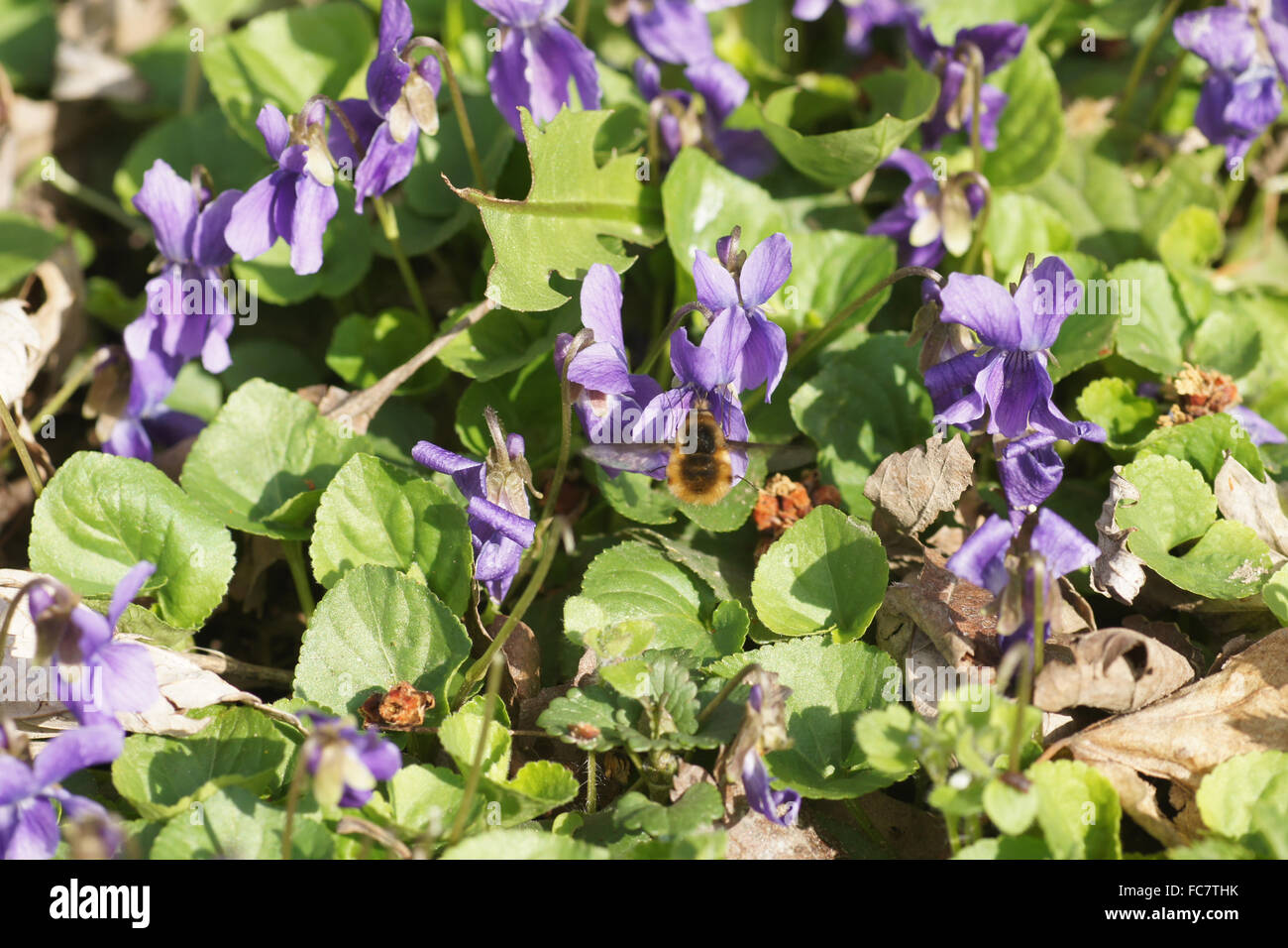 Sweet violet with bee fly Stock Photo - Alamy