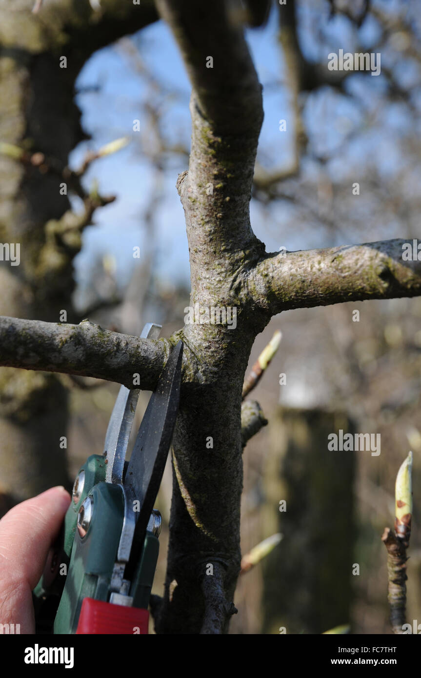 Pruning pear tree hi-res stock photography and images - Alamy
