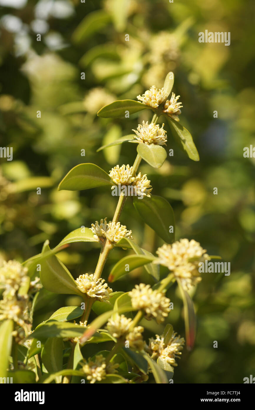 Box tree hi-res stock photography and images - Alamy