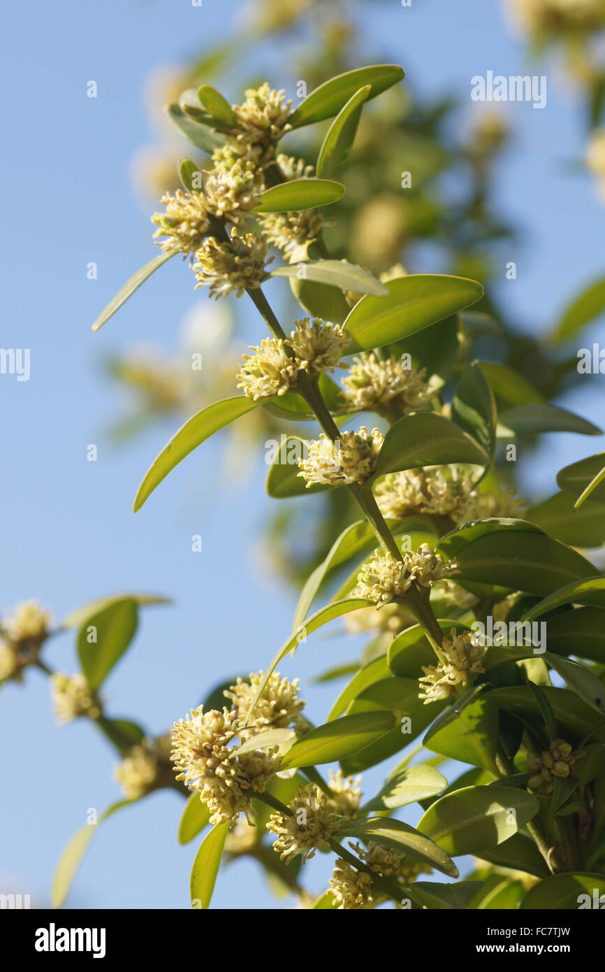 Box tree hi-res stock photography and images - Alamy