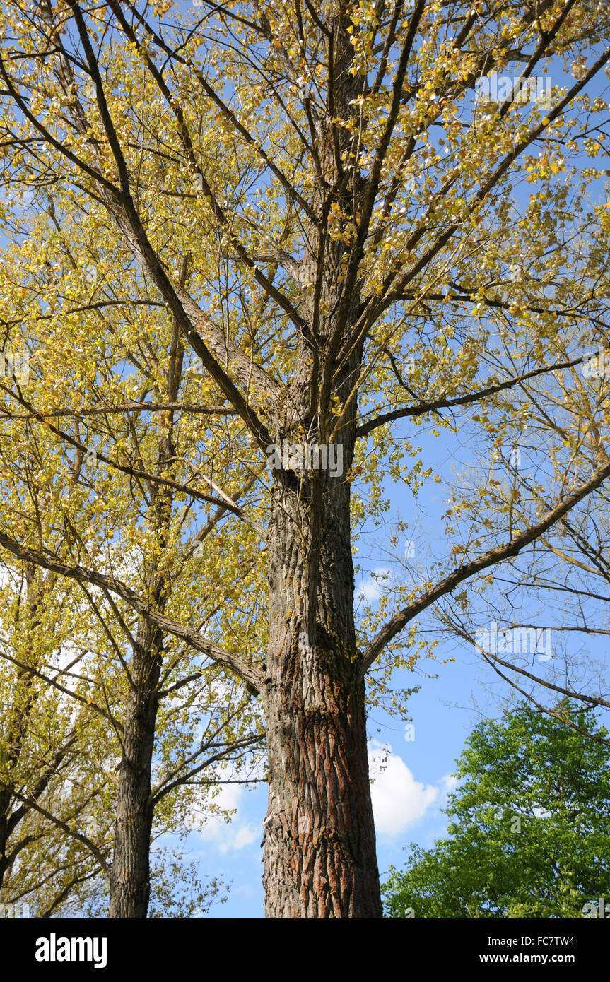 Pappel blatt hi-res stock photography and images - Alamy