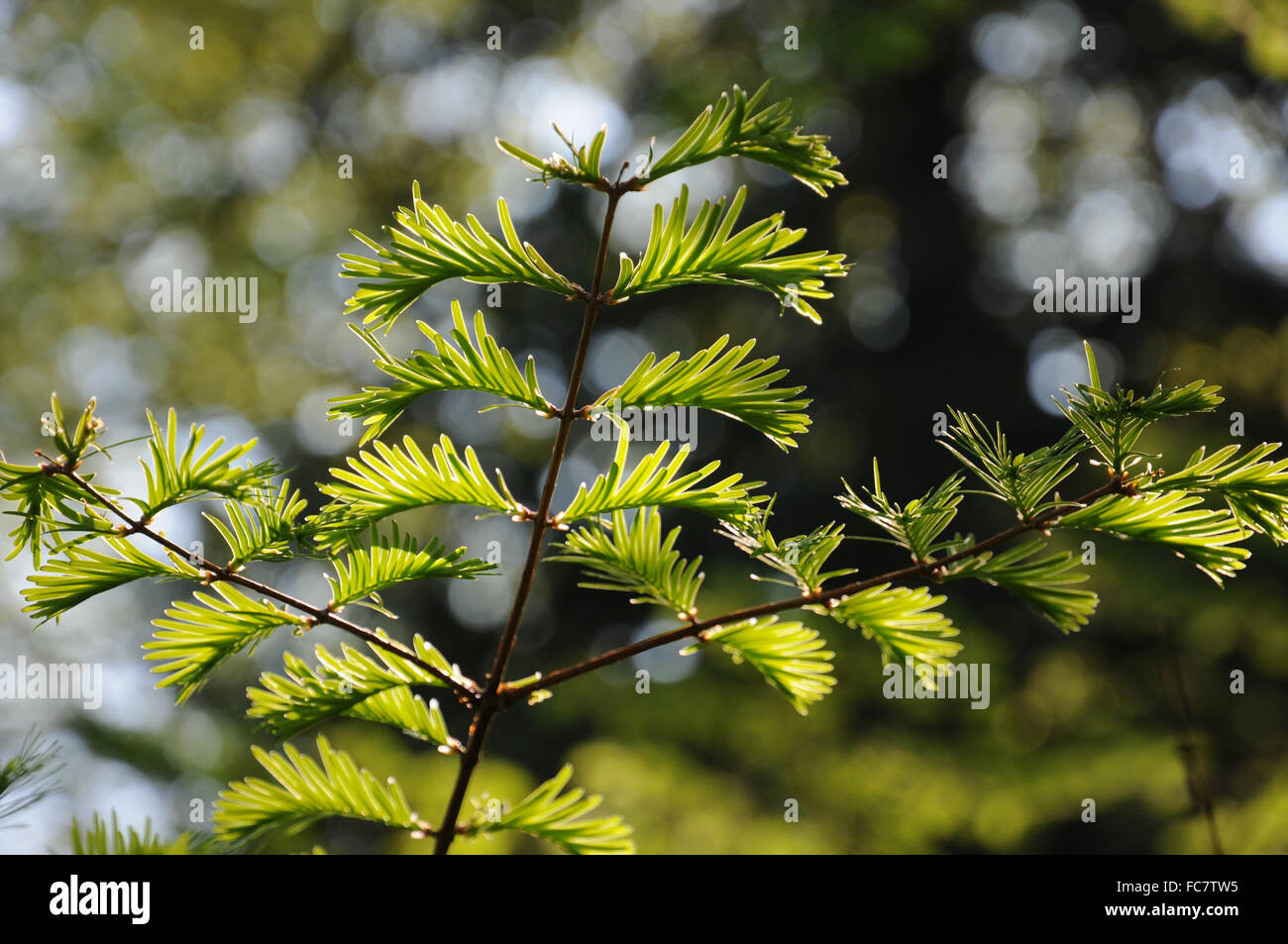 Chinese redwood hi-res stock photography and images - Alamy