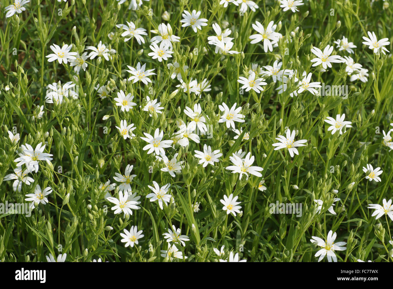 Stitchworts hi-res stock photography and images - Alamy