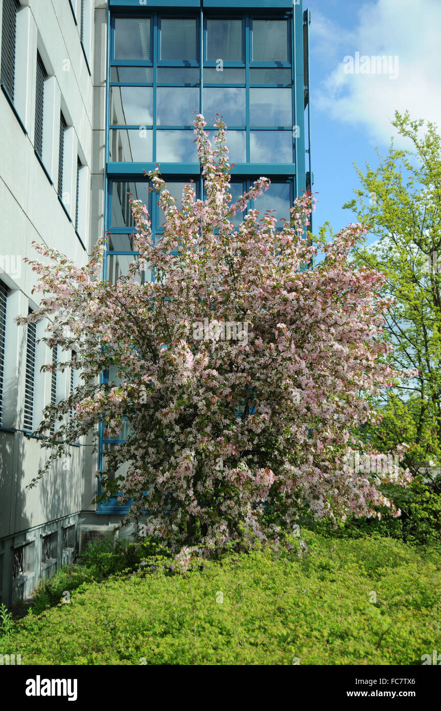 Japanese Crabapples High Resolution Stock Photography and Images - Alamy