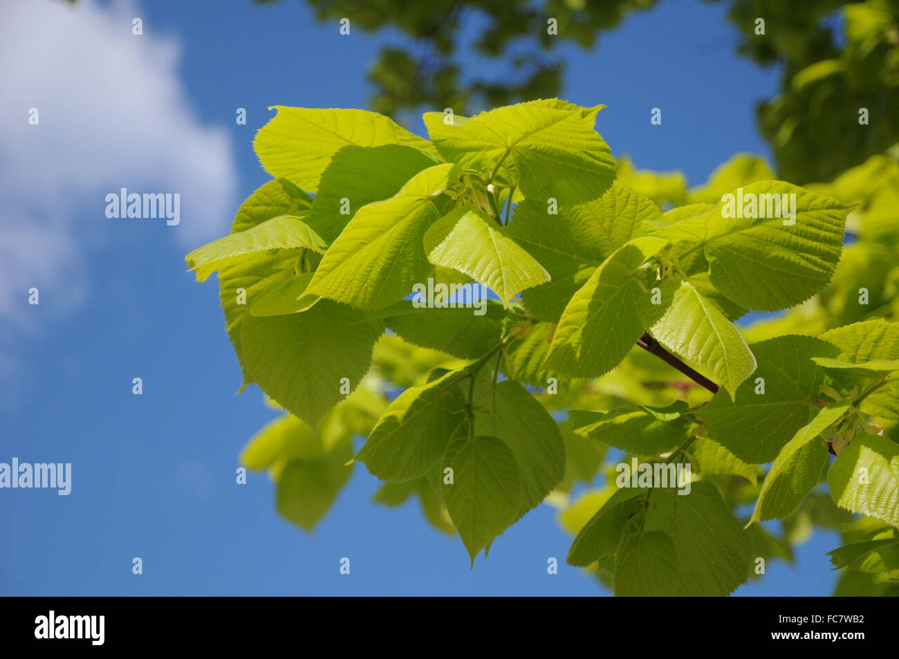 Common Lime Tree Buds High Resolution Stock Photography and Images - Alamy