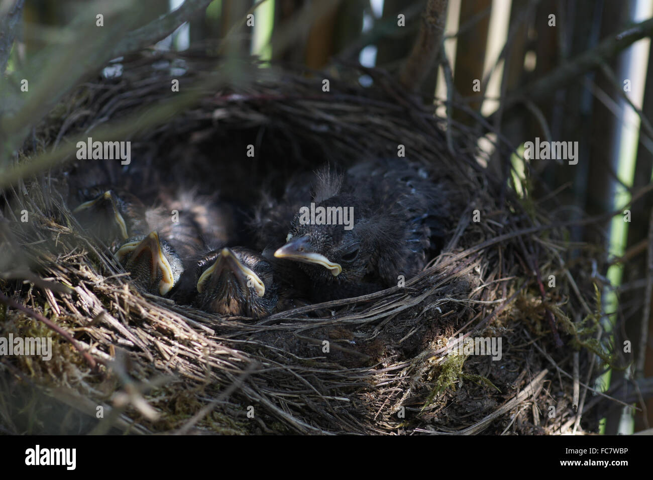 Blackbirds nest hi-res stock photography and images - Alamy