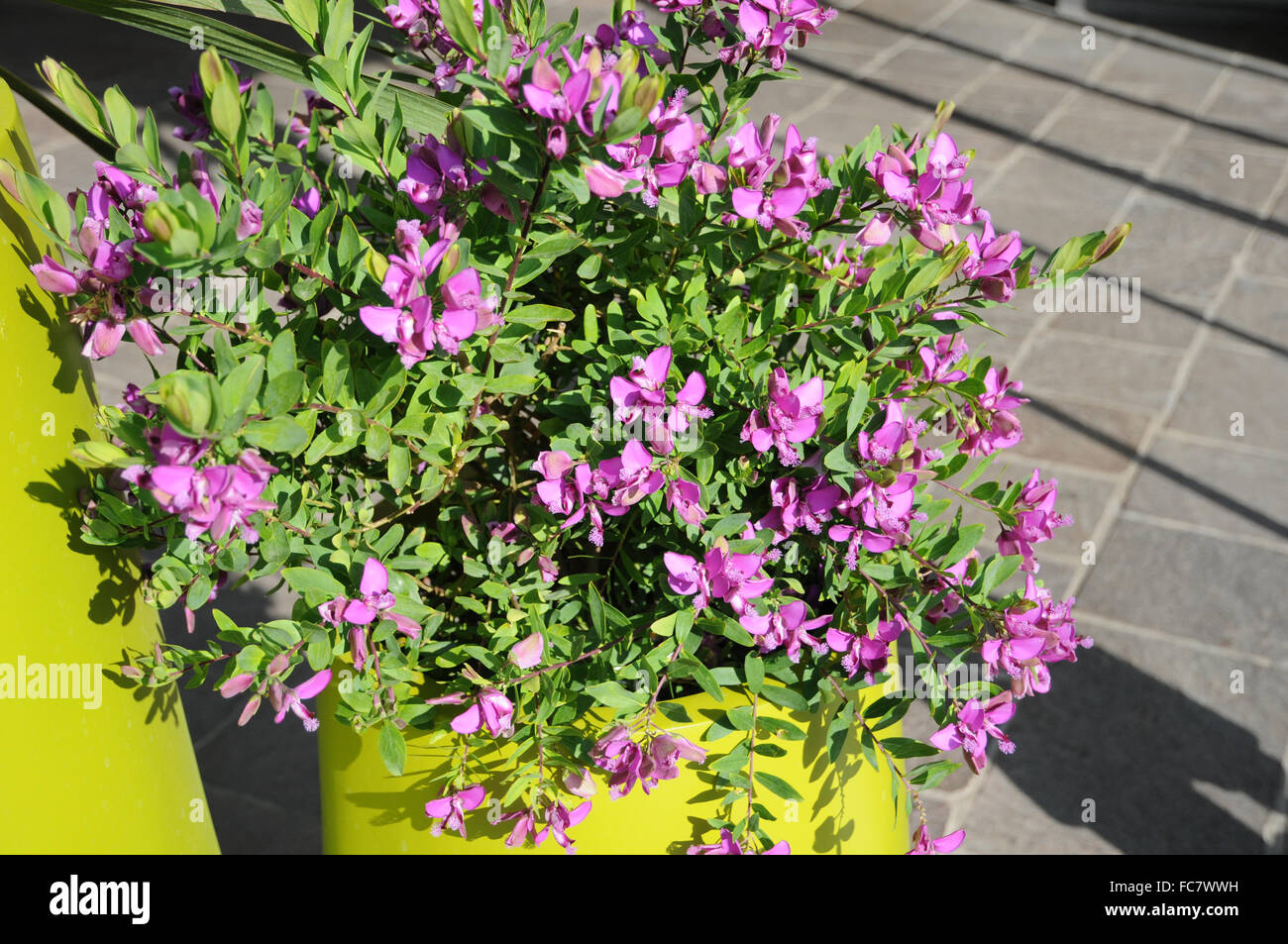 September bush hi-res stock photography and images - Alamy