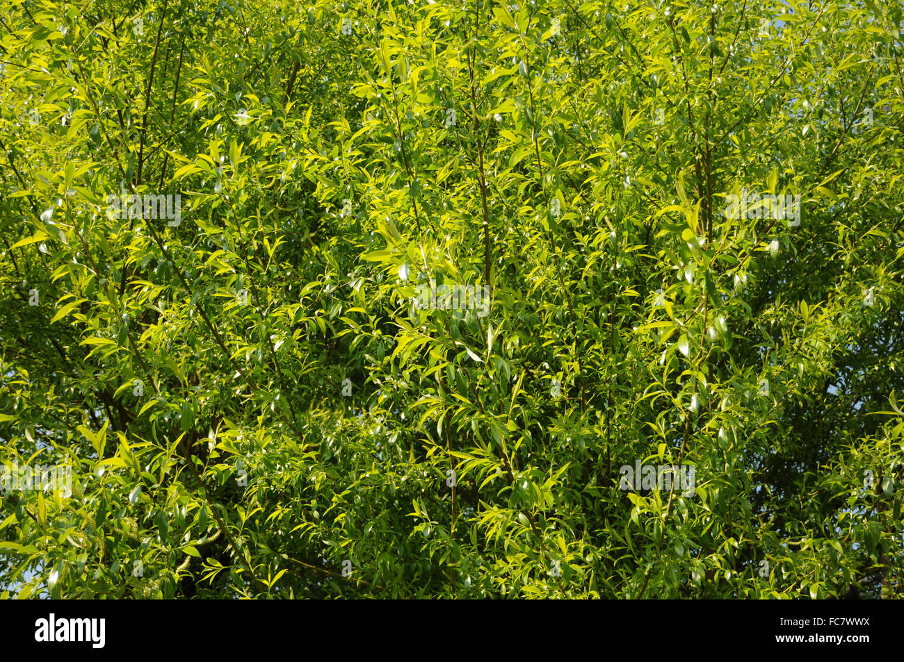 Crack Willow High Resolution Stock Photography and Images - Alamy