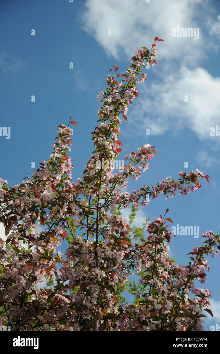 Japanese crabapples hi-res stock photography and images - Alamy