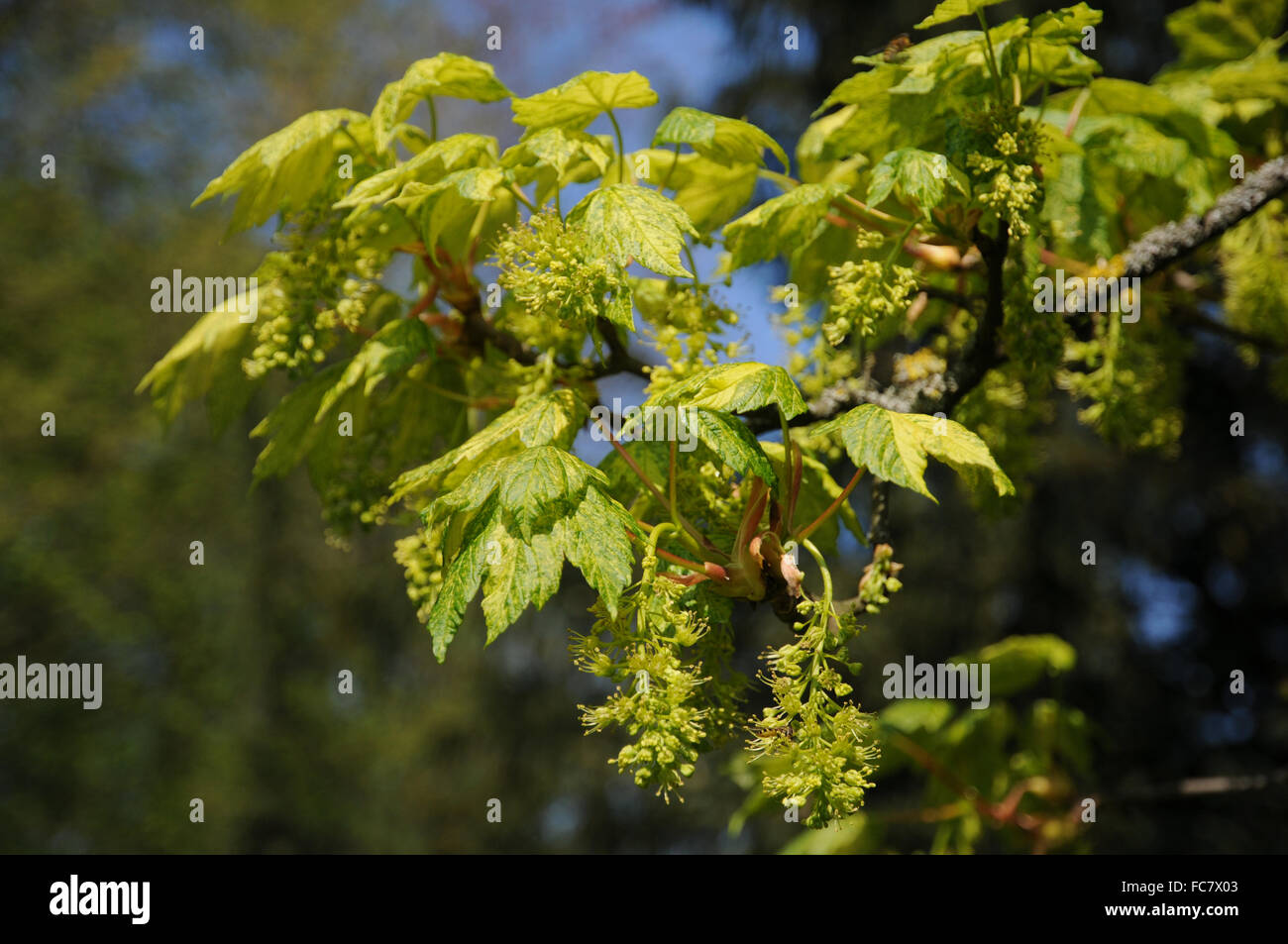 Fl gelfr chte hi-res stock photography and images - Alamy