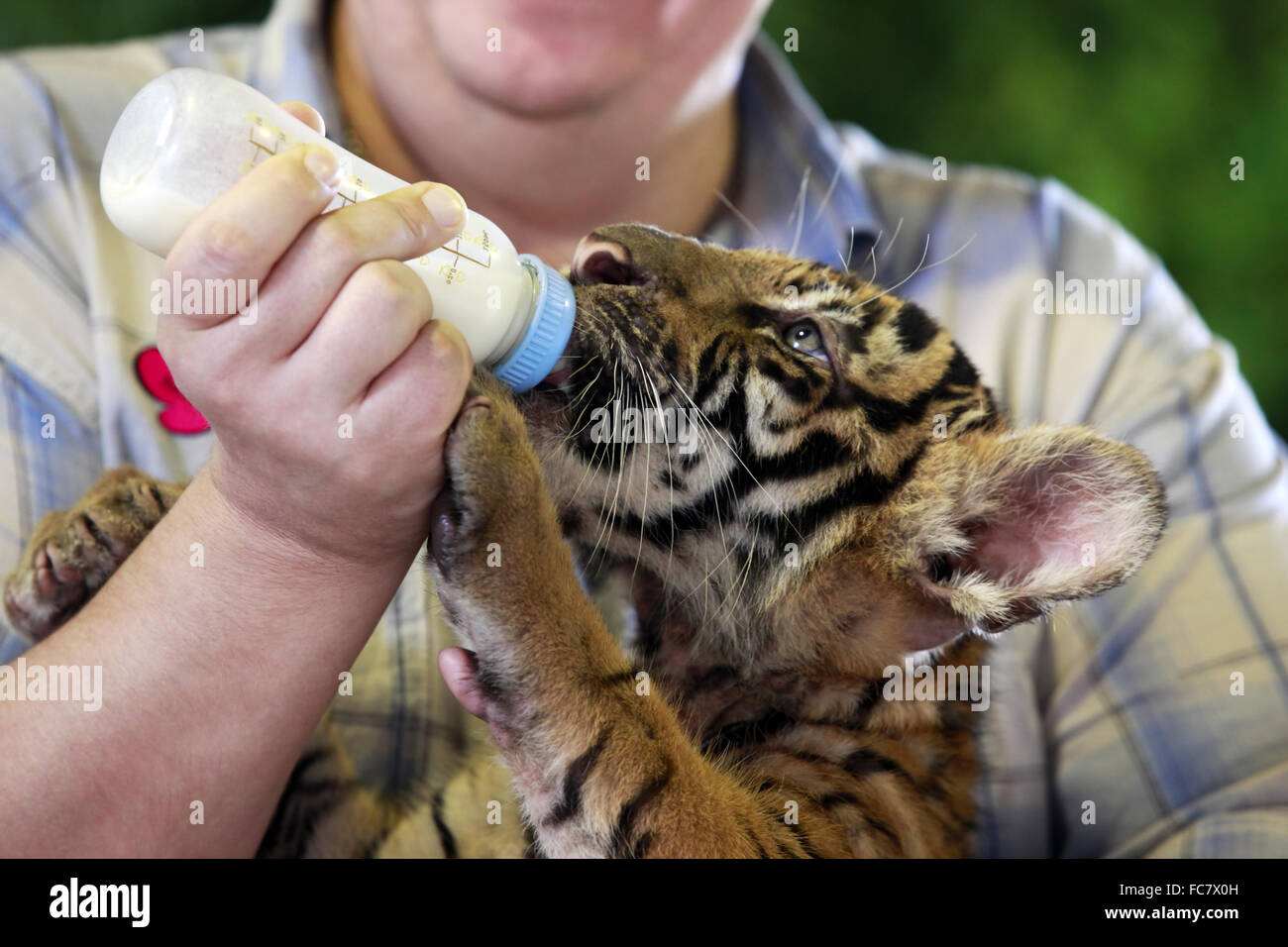 Tiger bottle hi-res stock photography and images - Alamy