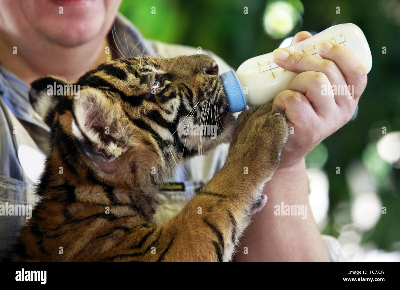 Hold that tiger hi-res stock photography and images - Alamy
