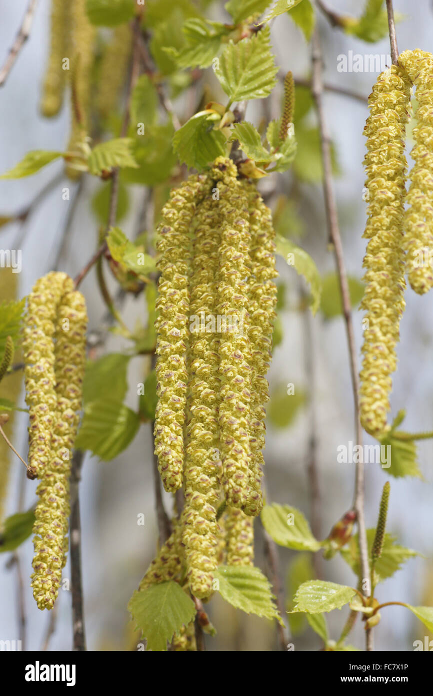 Sand birch betula pendula hi-res stock photography and images - Alamy