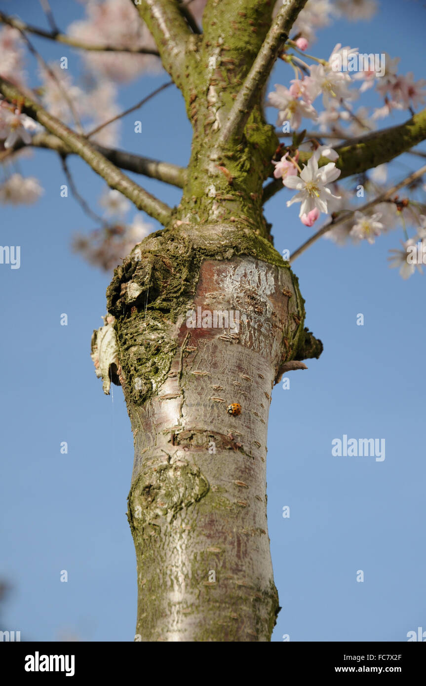 Flowering cherry, graft Stock Photo - Alamy