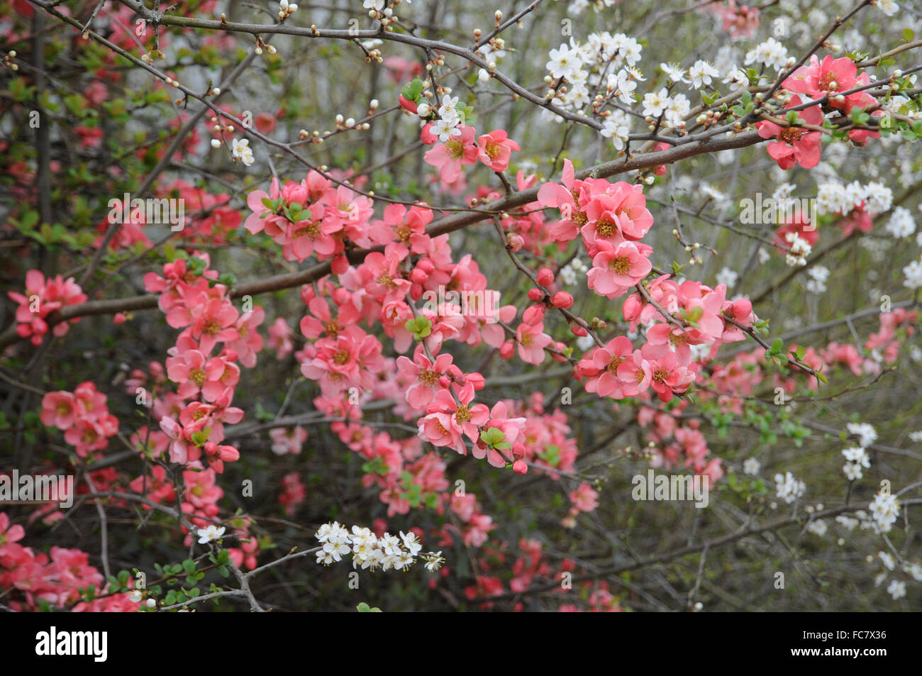 Quince j hi-res stock photography and images - Alamy