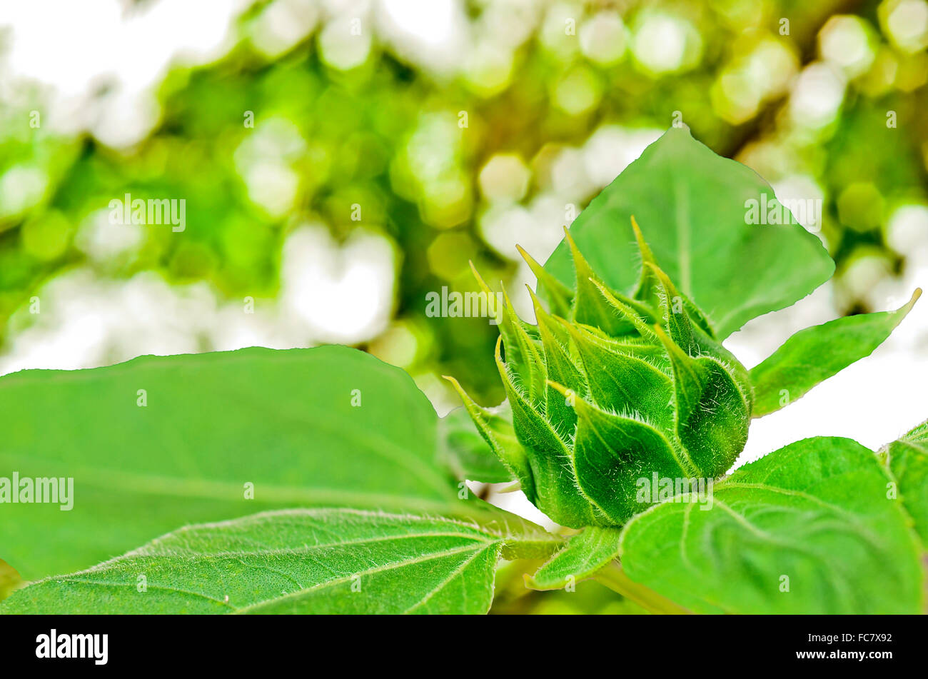 Budding Sunflower on nature background Stock Photo - Alamy
