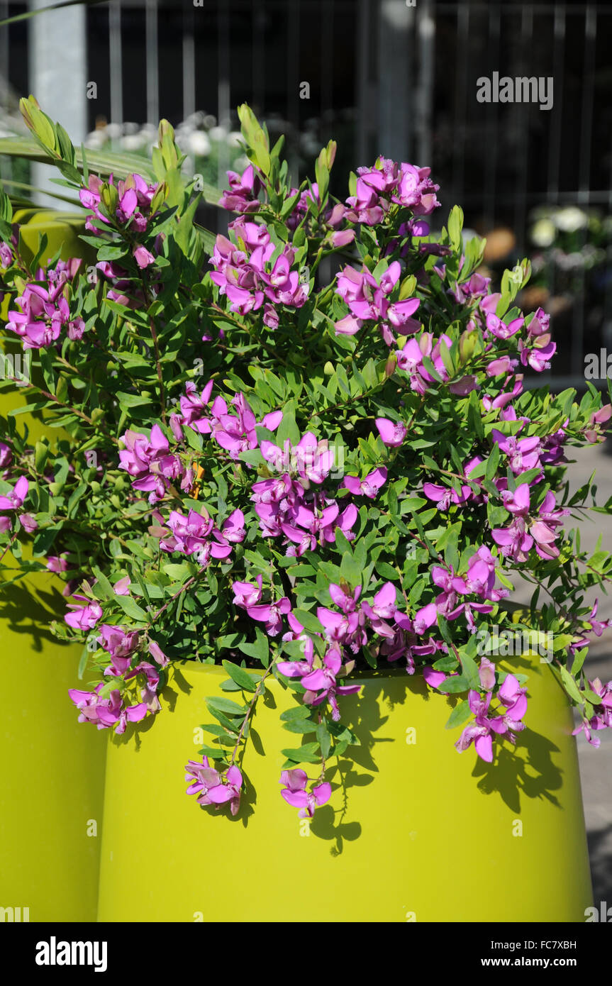 September bush hi-res stock photography and images - Alamy