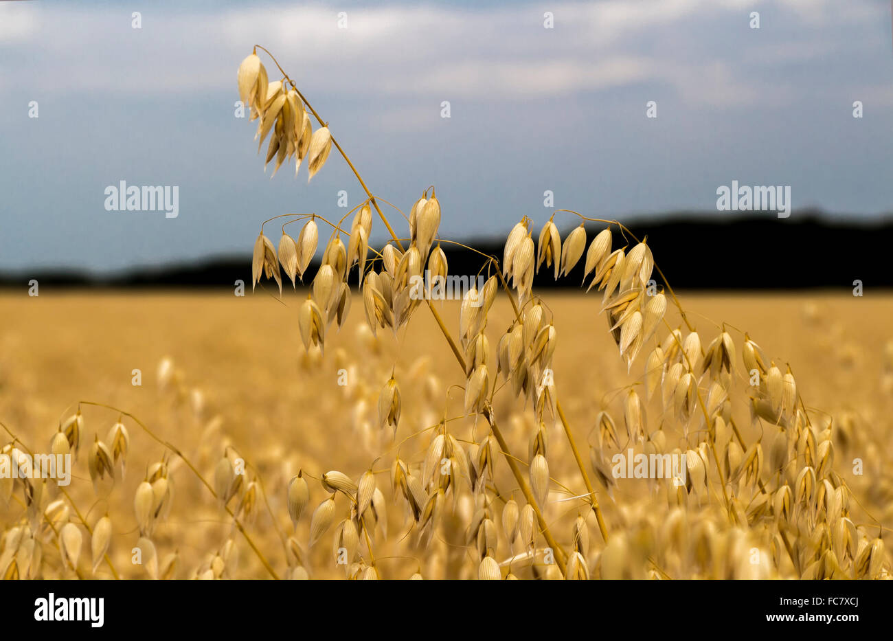 field of oats Stock Photo - Alamy