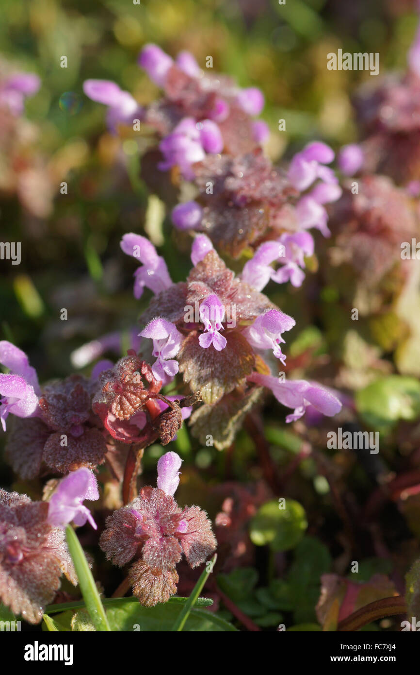 Purple deadnettles hi-res stock photography and images - Alamy