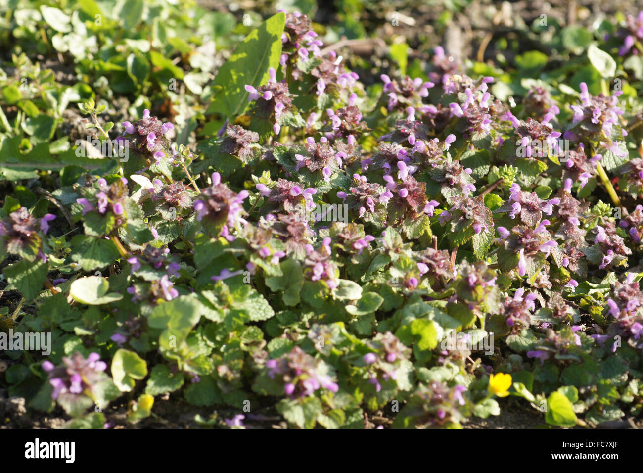 Purple deadnettles hi-res stock photography and images - Alamy