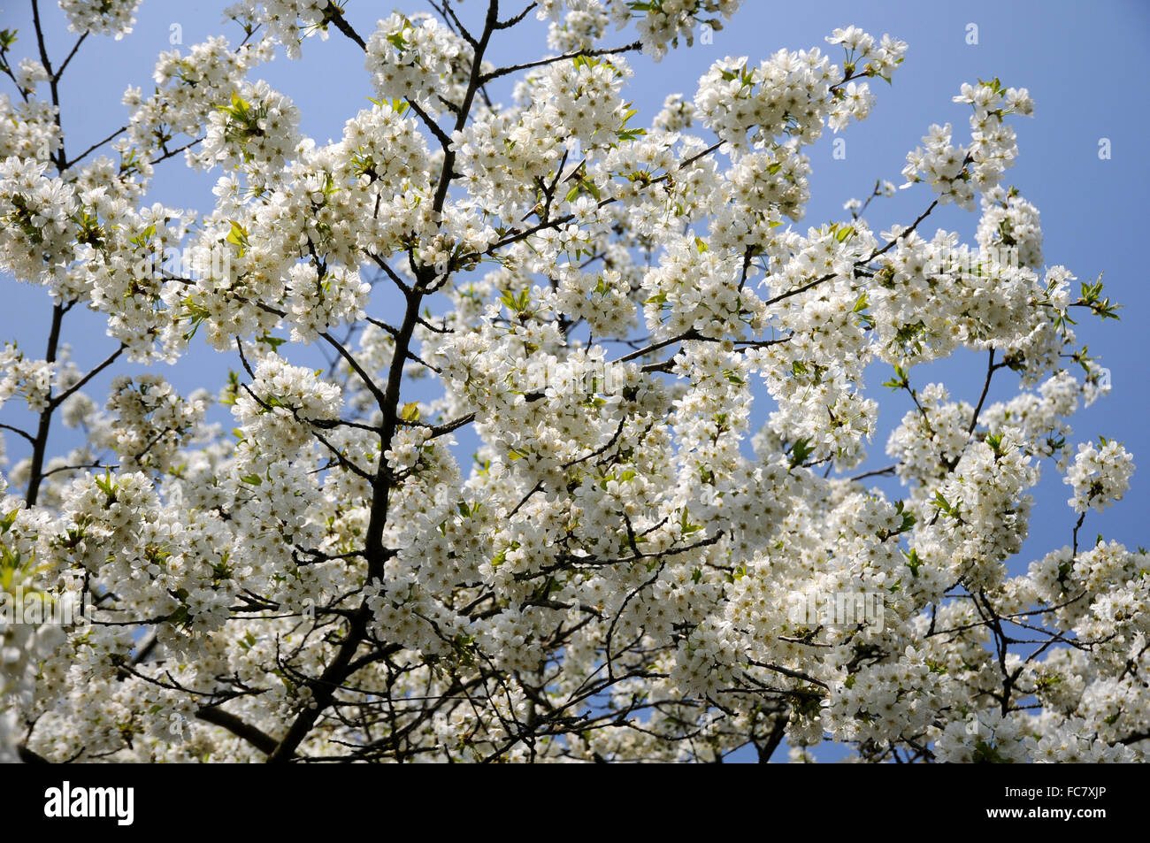 Sweet cherry tree Stock Photo - Alamy