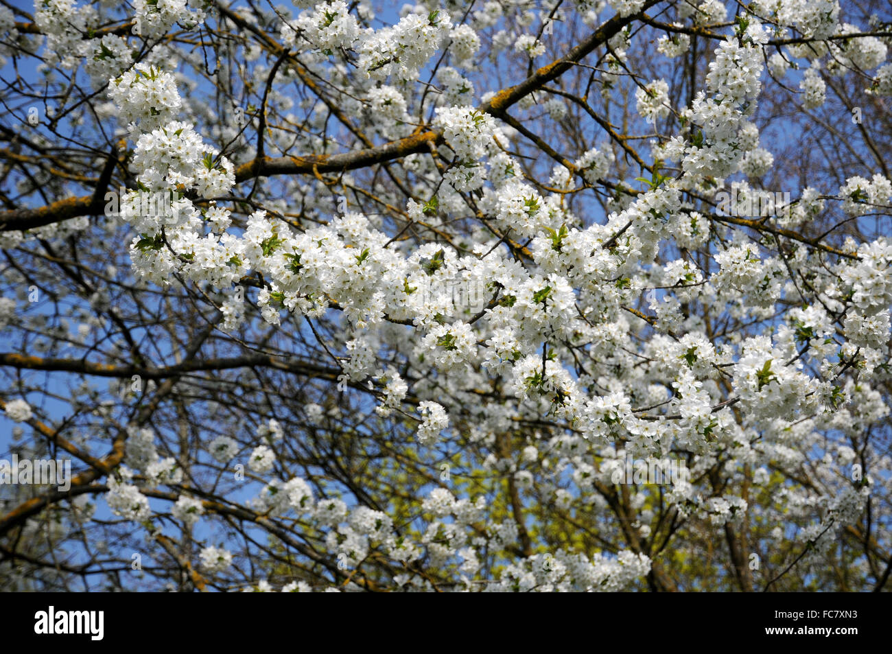 Sweet cherry tree Stock Photo - Alamy