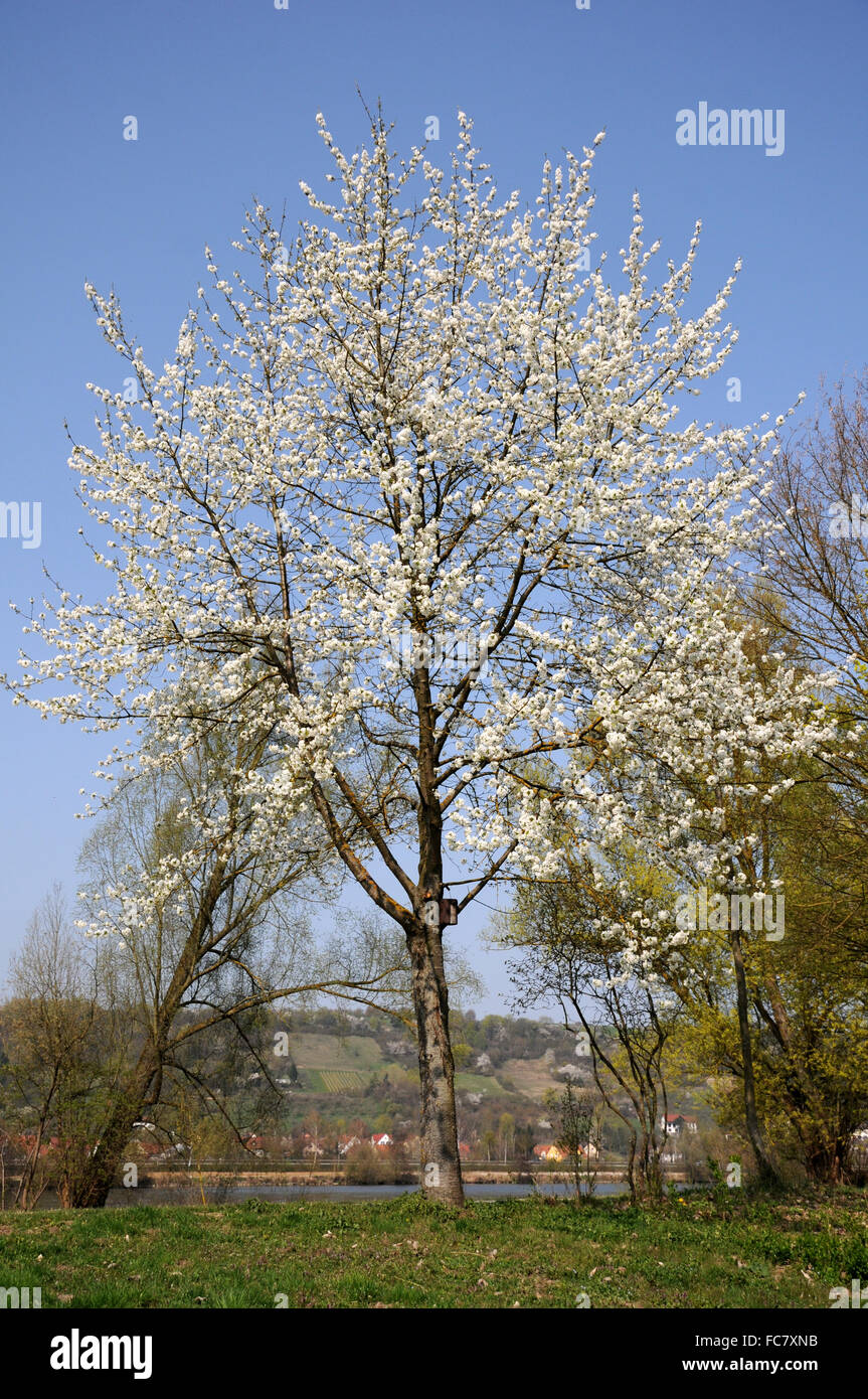 Sweet cherry tree Stock Photo - Alamy