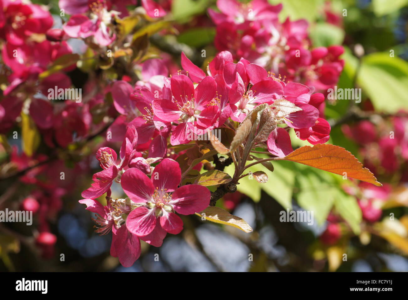 Malus purpurea purple crab apple hi-res stock photography and images ...