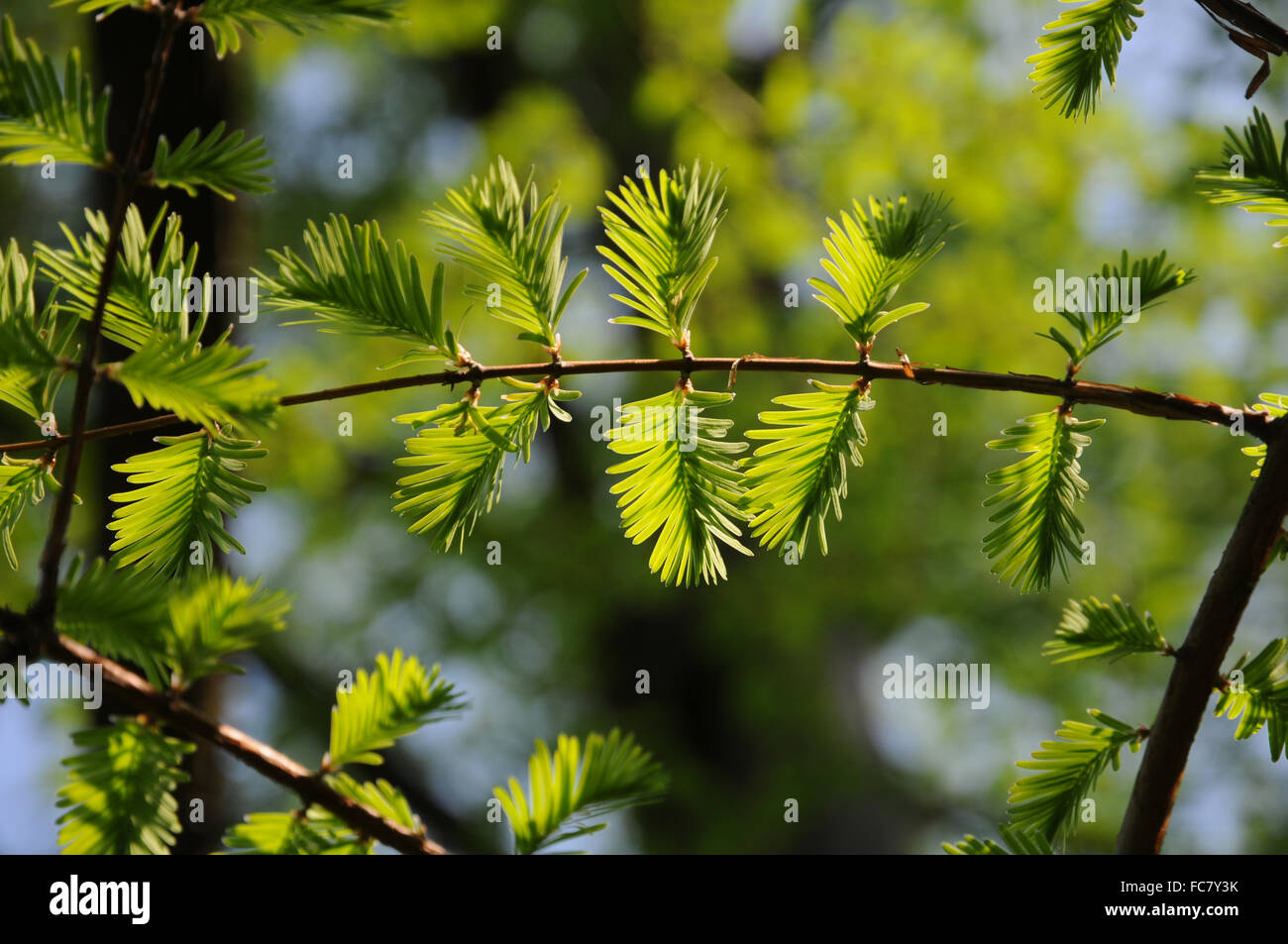 Chinese redwood hi-res stock photography and images - Alamy