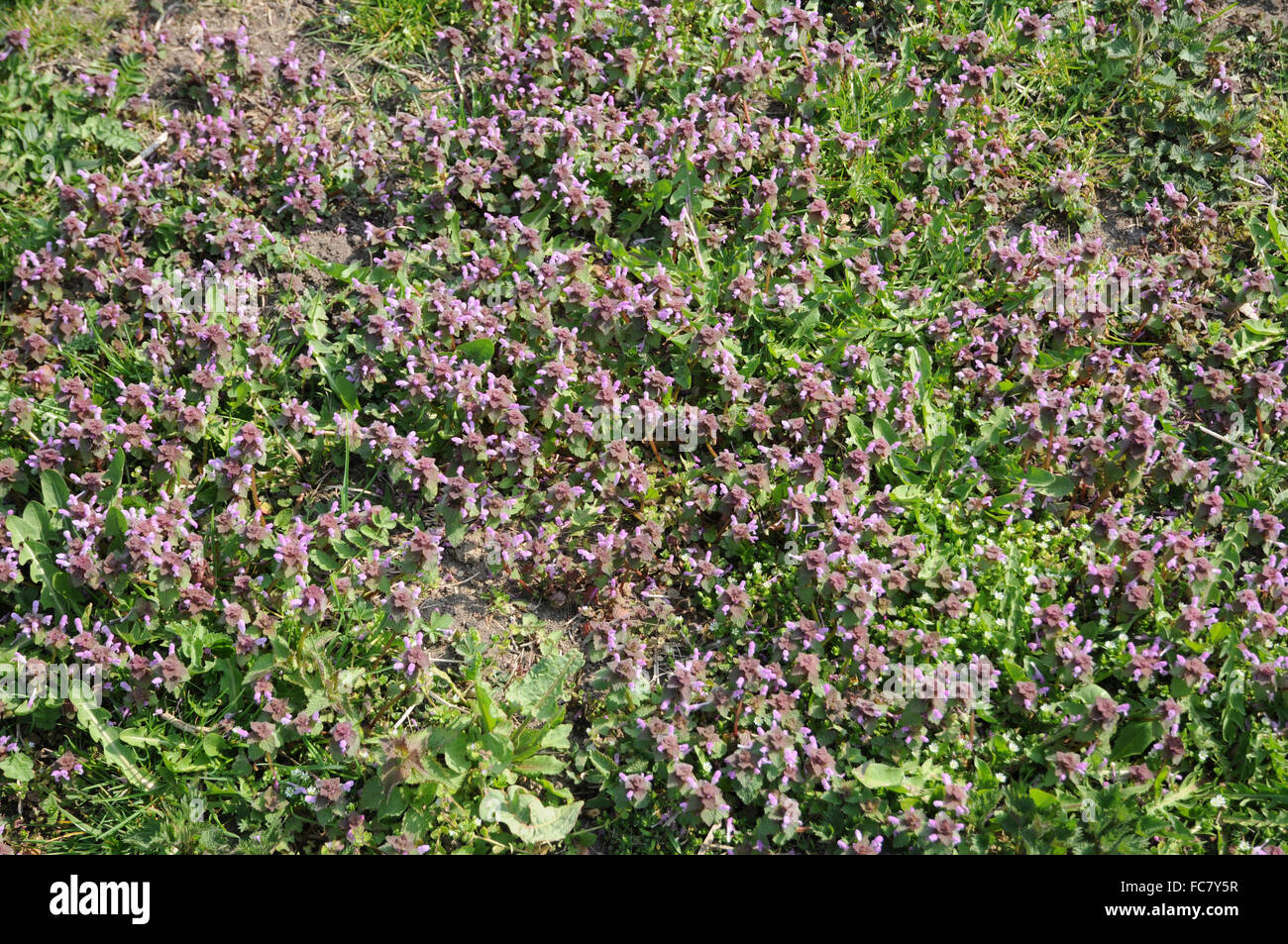Purple deadnettles hi-res stock photography and images - Alamy