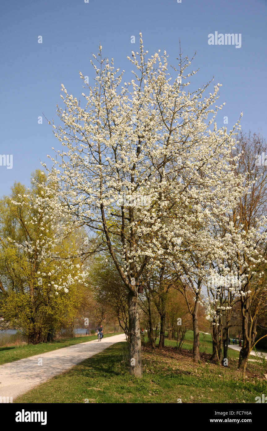 Sweet cherry tree Stock Photo - Alamy