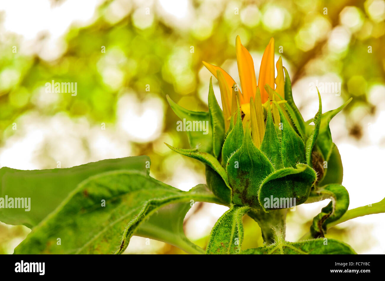 Close up Budding Sunflower on nature background Stock Photo - Alamy
