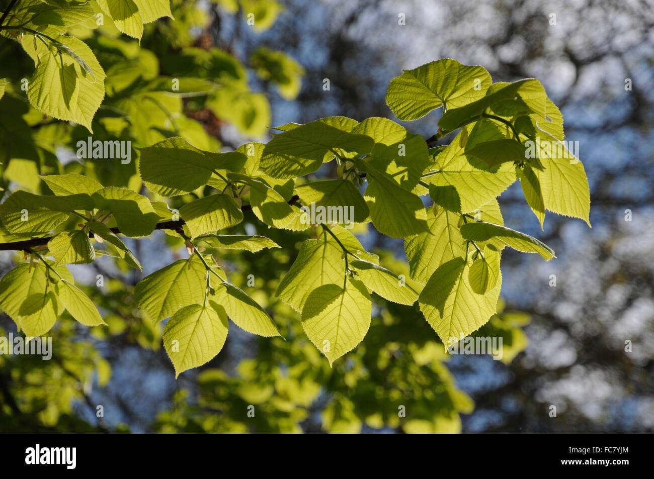 Common Lime Tree Buds High Resolution Stock Photography and Images - Alamy