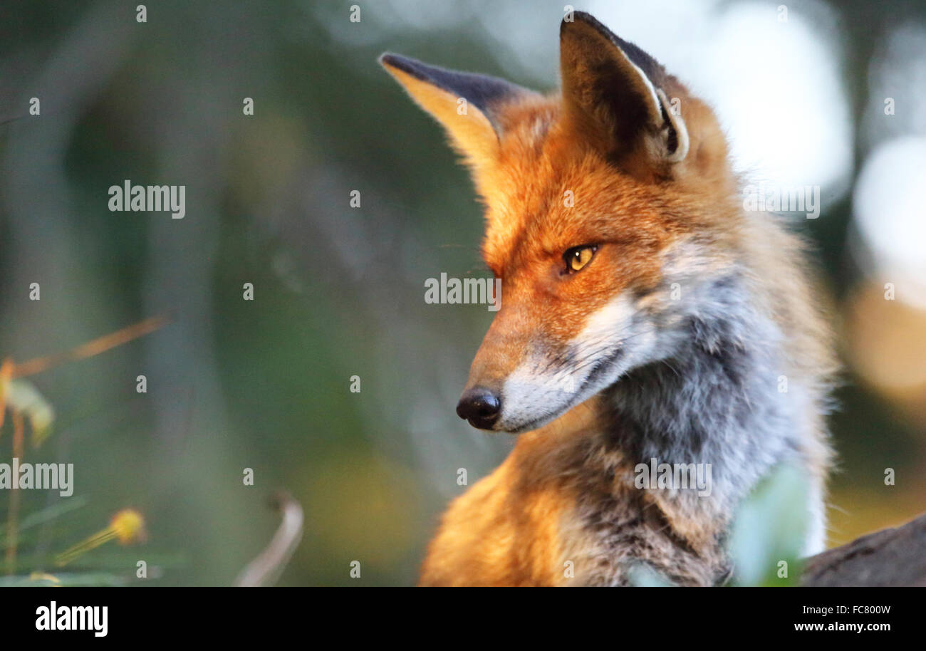 fox in the evening sun Stock Photo - Alamy