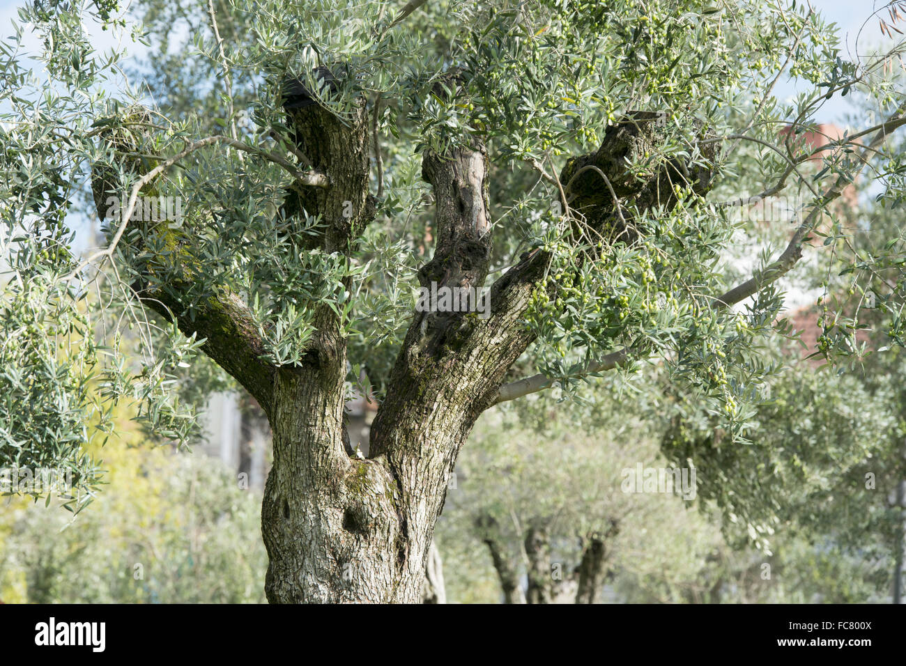 EUROPE PORTUGAL PORTO RIBEIRA OLIVE TREE Stock Photo - Alamy