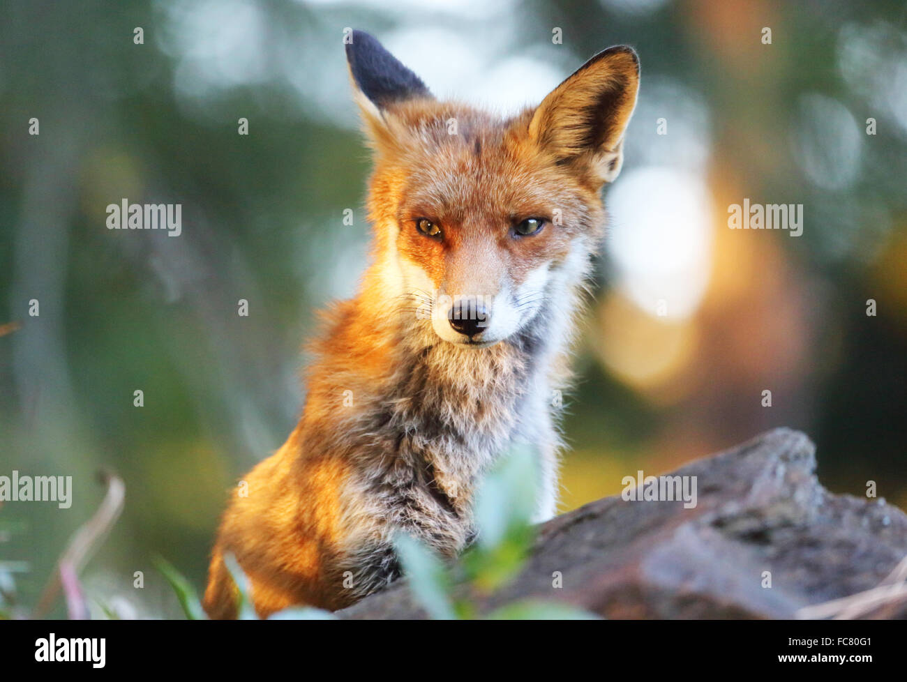 Clever fox hi-res stock photography and images - Alamy