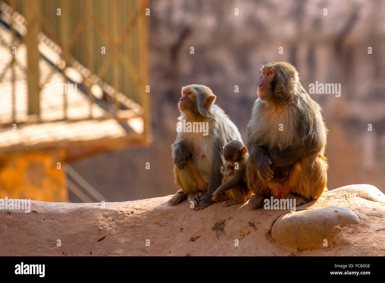 Monkey family hi-res stock photography and images - Alamy