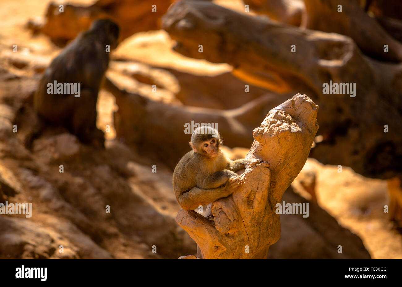 Cute little monkey hi-res stock photography and images - Alamy