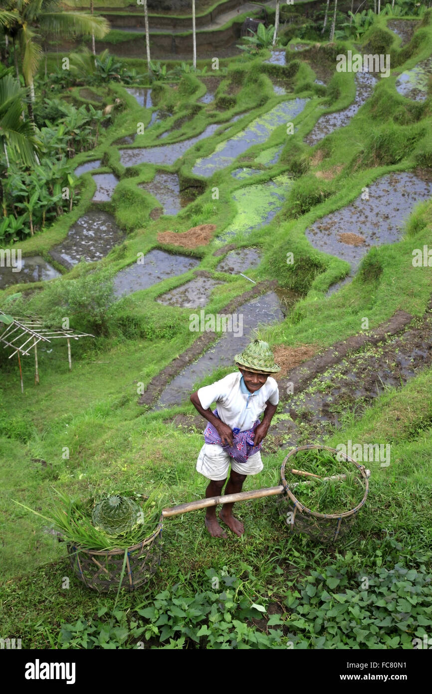 Cultivation steps hi-res stock photography and images - Alamy