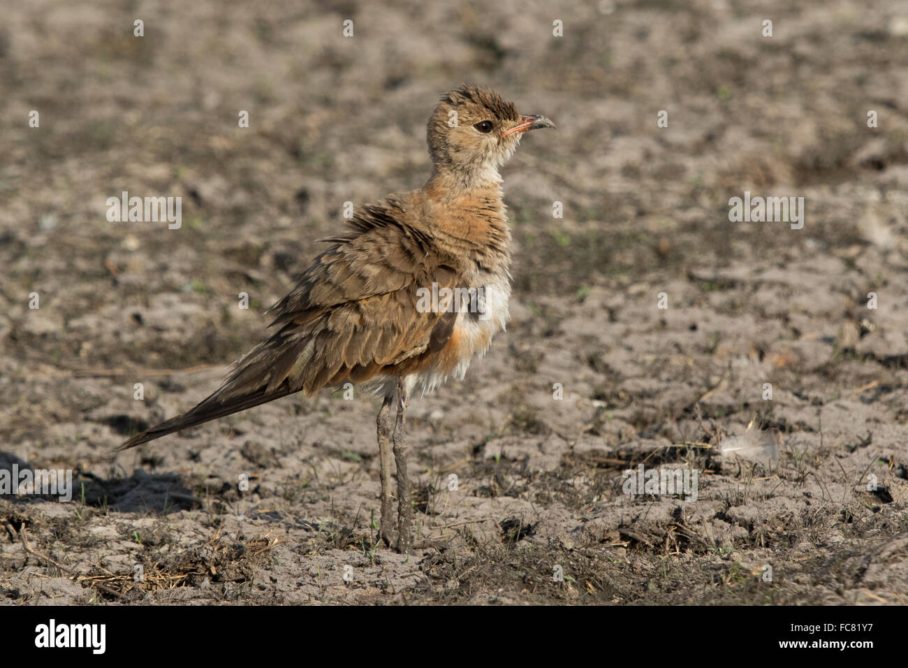 Isabella bird hi-res stock photography and images - Alamy
