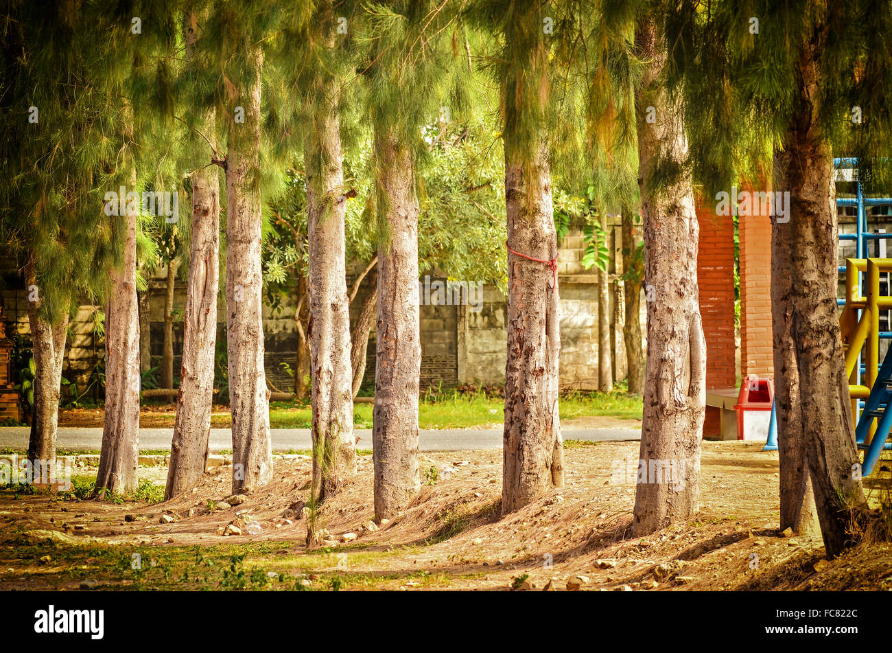 Nc pine tree hi-res stock photography and images - Alamy