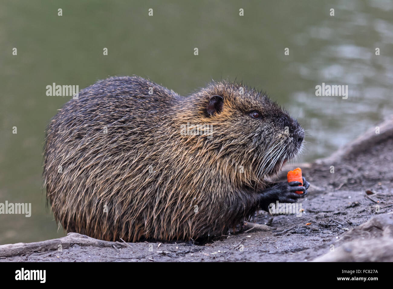 Biver hi-res stock photography and images - Alamy