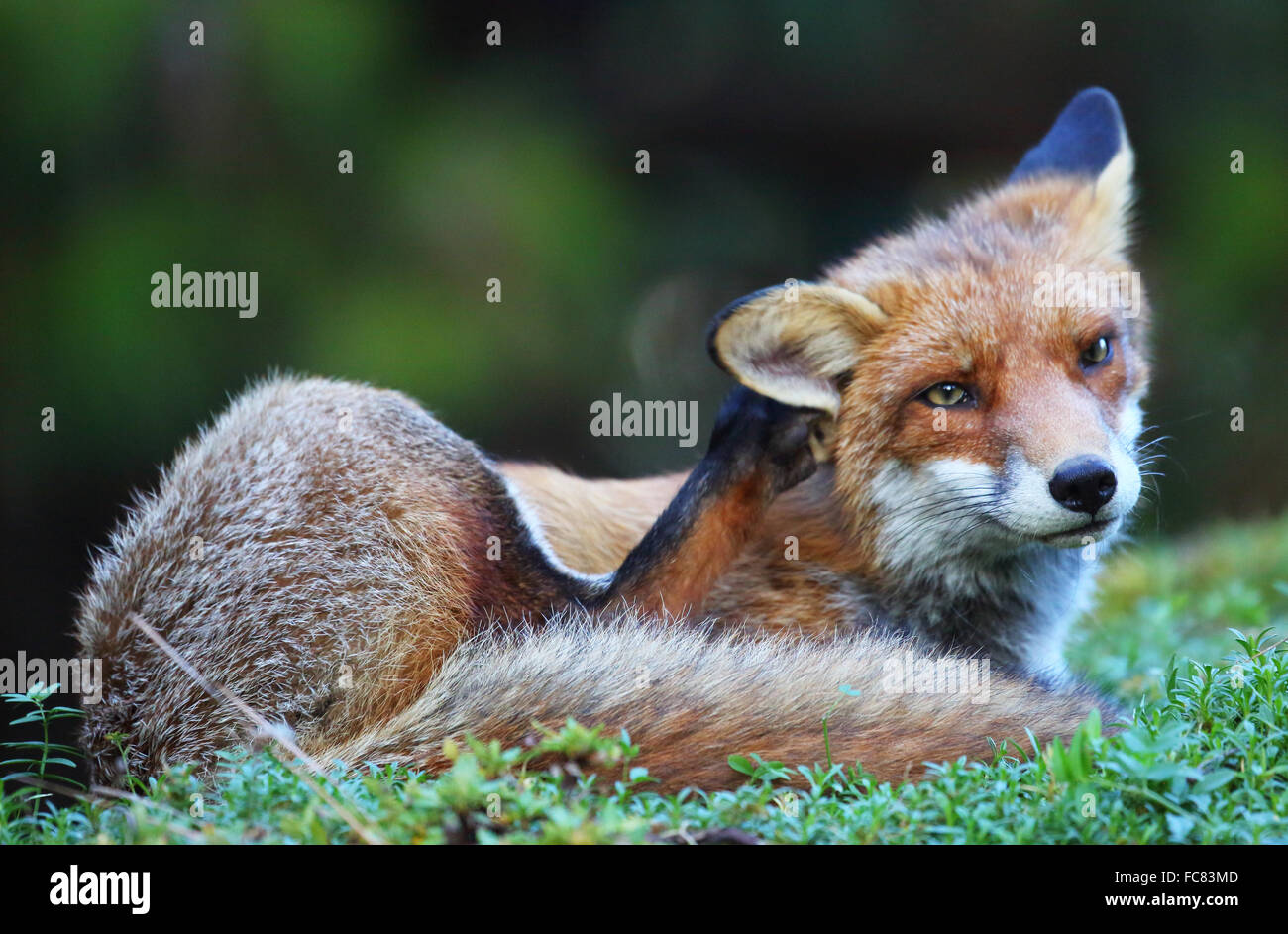 Cute fox hi-res stock photography and images - Alamy