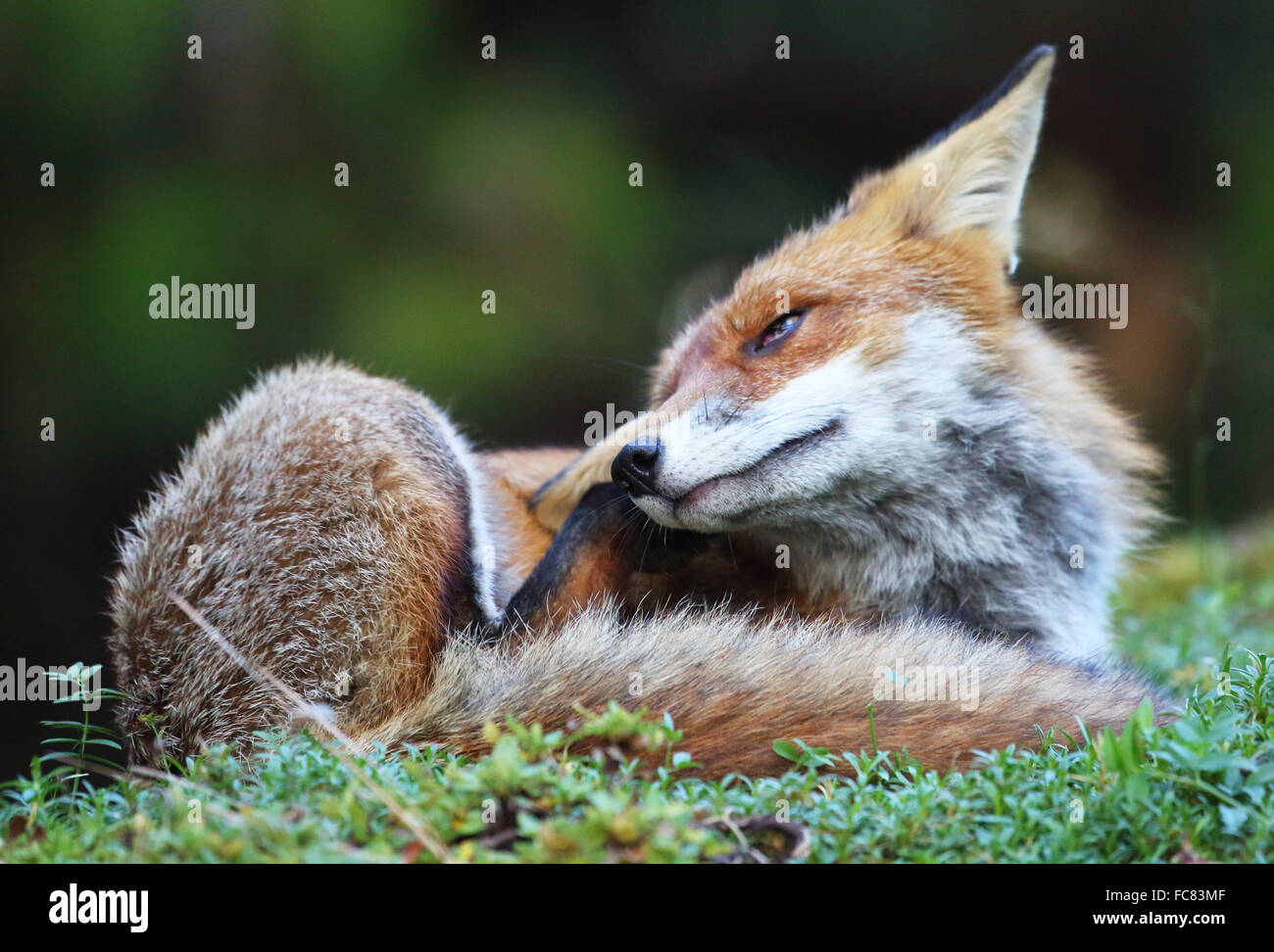 Cute fox hi-res stock photography and images - Alamy