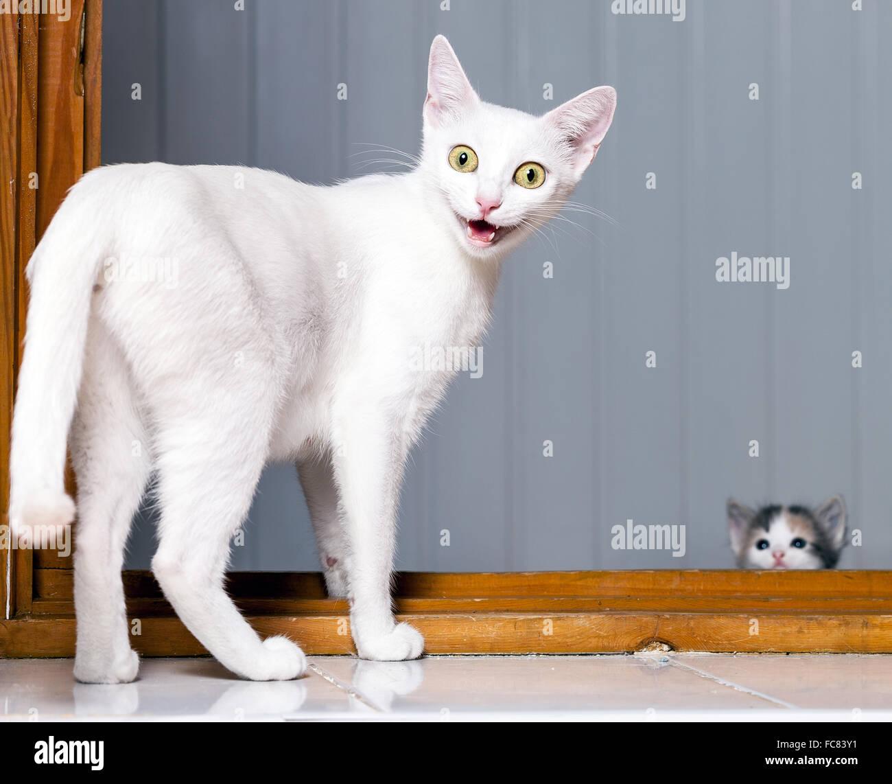 Shot white cat yawning hi-res stock photography and images - Alamy
