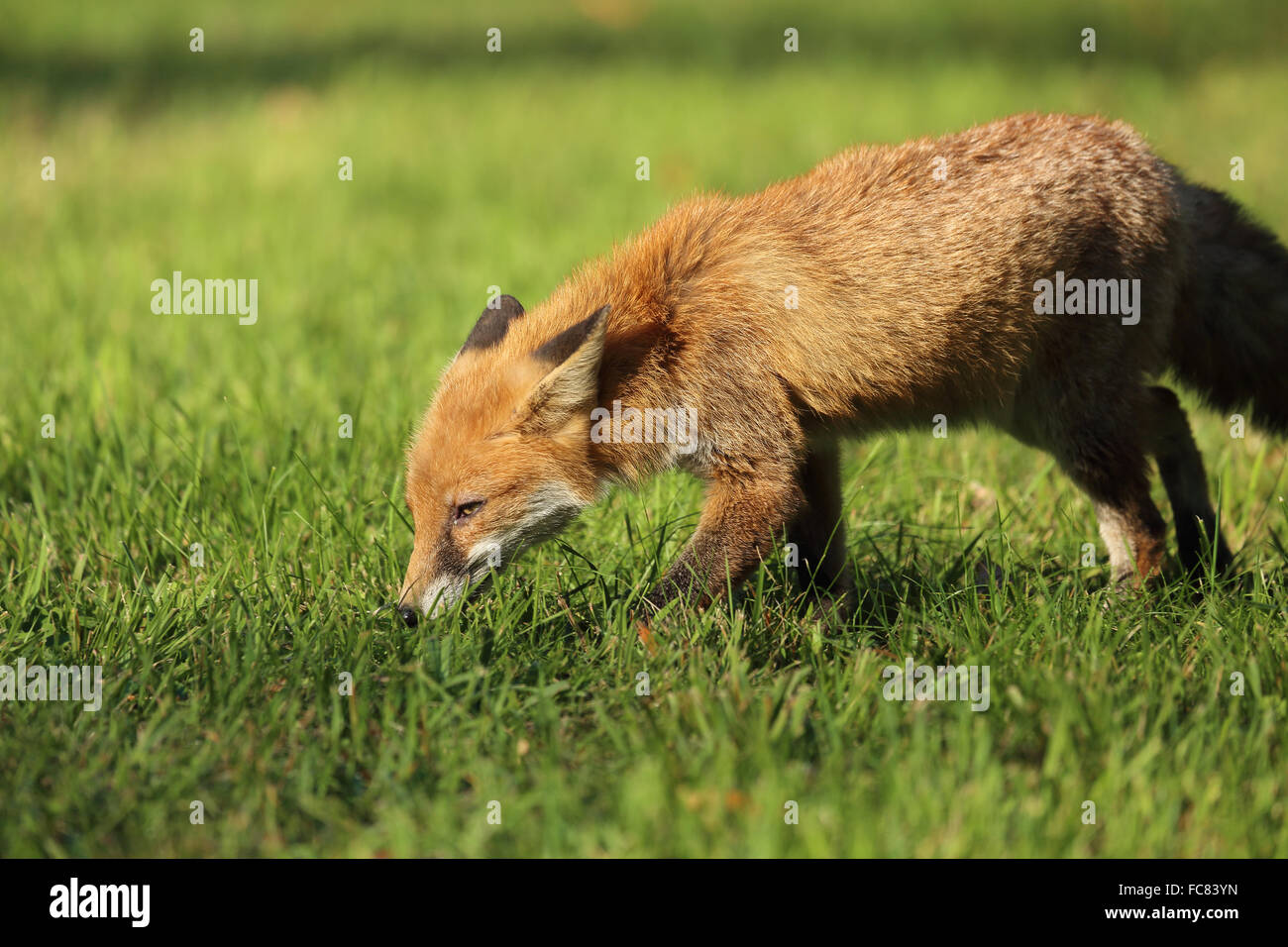 fox in the nature Stock Photo - Alamy